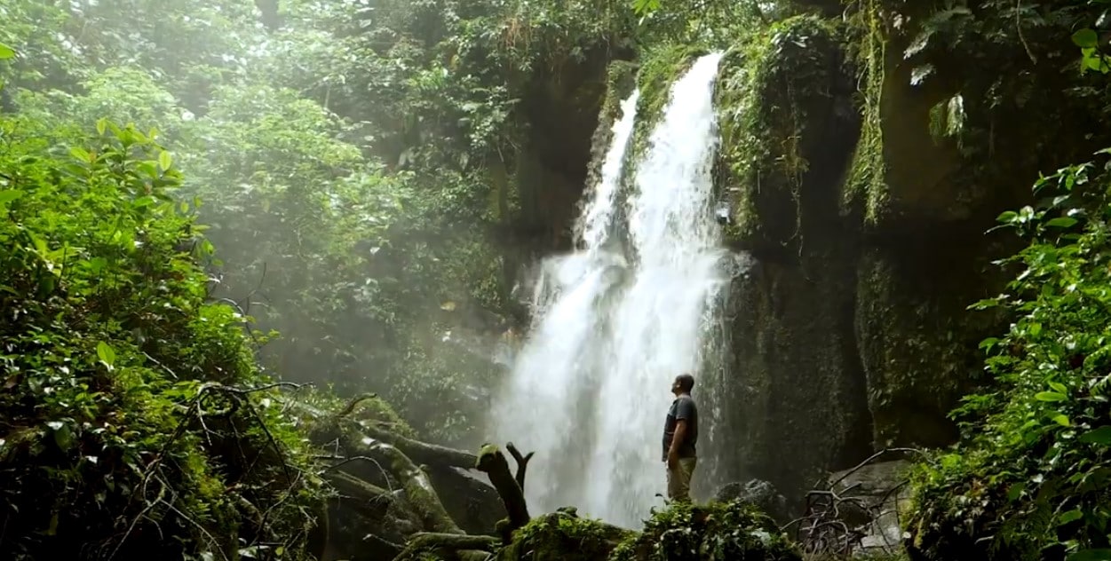 El Bosque Alto Mayo de Perú se refugia en los NFT para protegerse de ...